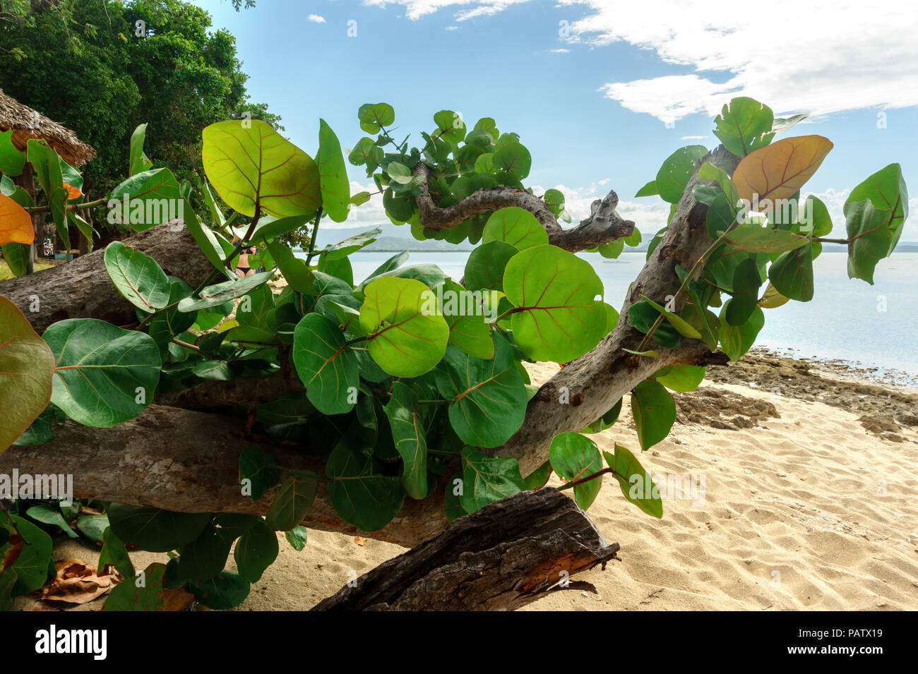 deciduous tree with green leaves on Caribbean beach. holiday background ...