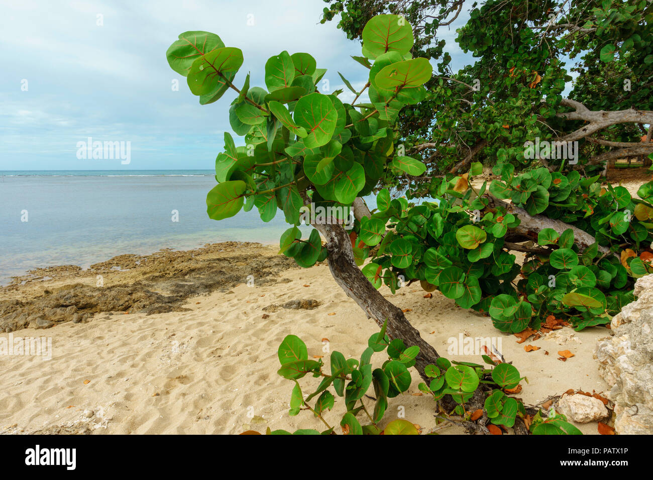 wild sandy beach with green deciduous plants, nature reserve, natural ...