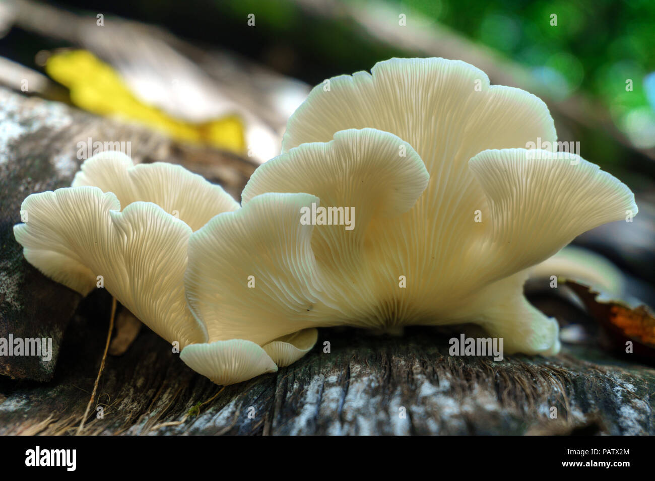 White oyster mushroom hi-res stock photography and images - Alamy
