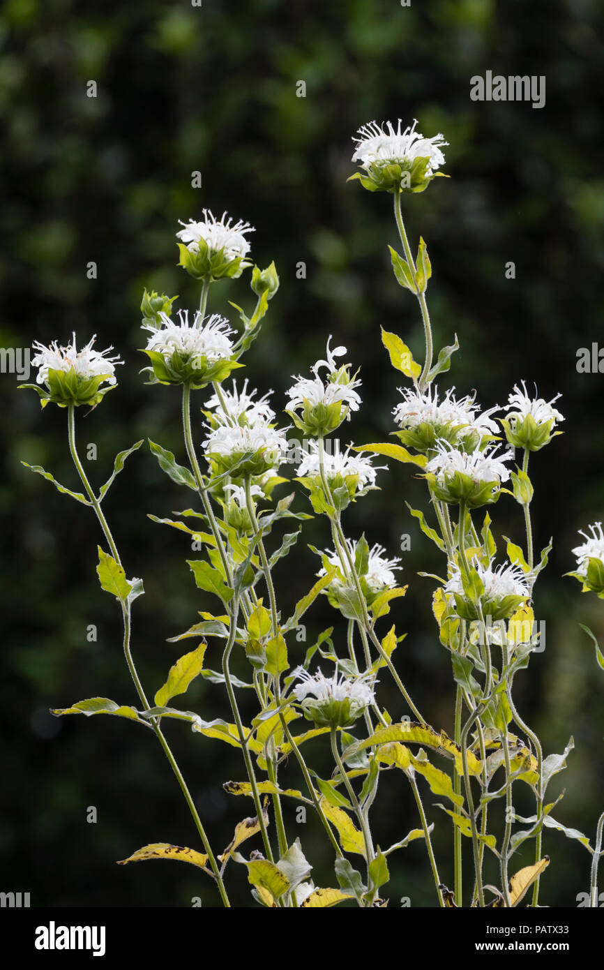 White flowers of the summer blooming perennial bergamot, Monarda 'Snow ...