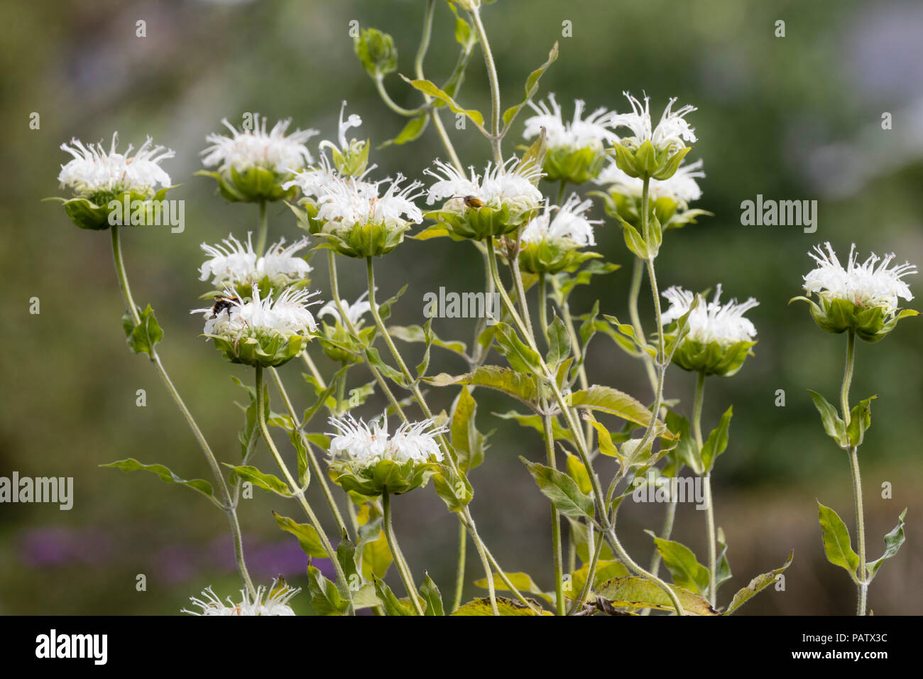 White flowers of the summer blooming perennial bergamot, Monarda 'Snow ...