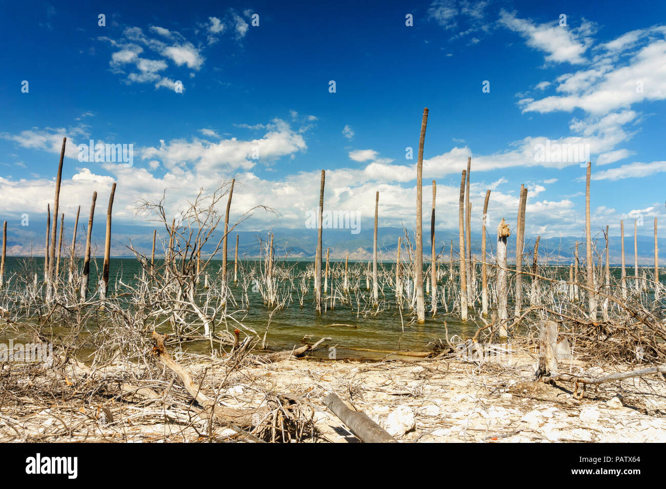 Beach scenery trees water salt hi-res stock photography and images - Alamy