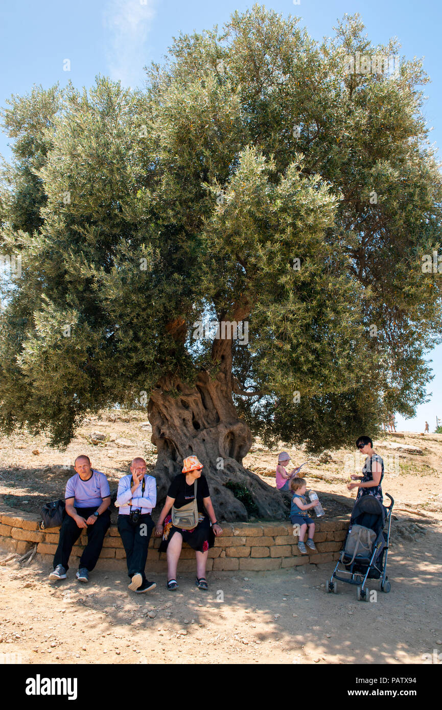 Sicily olive tree hi-res stock photography and images - Alamy