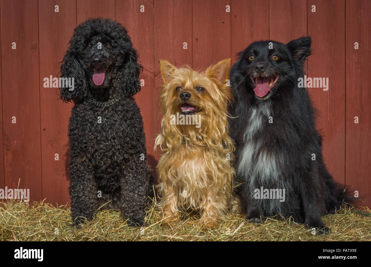 Types of dogs hi-res stock photography and images - Alamy