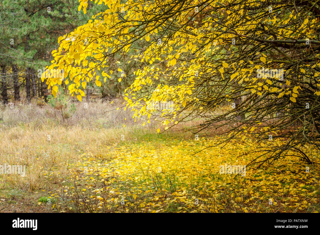 Leaves under the tree hi-res stock photography and images - Alamy