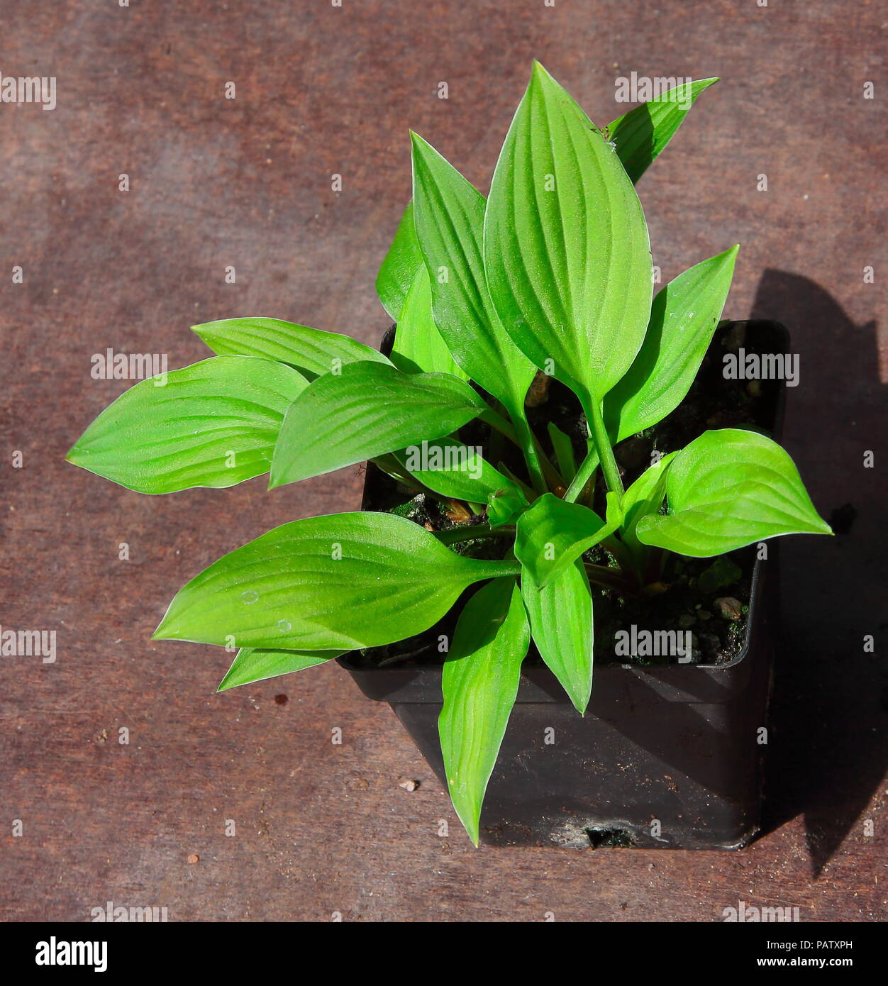 Naturally grown beautiful hosta in a pot ready to go to the gardenner ...