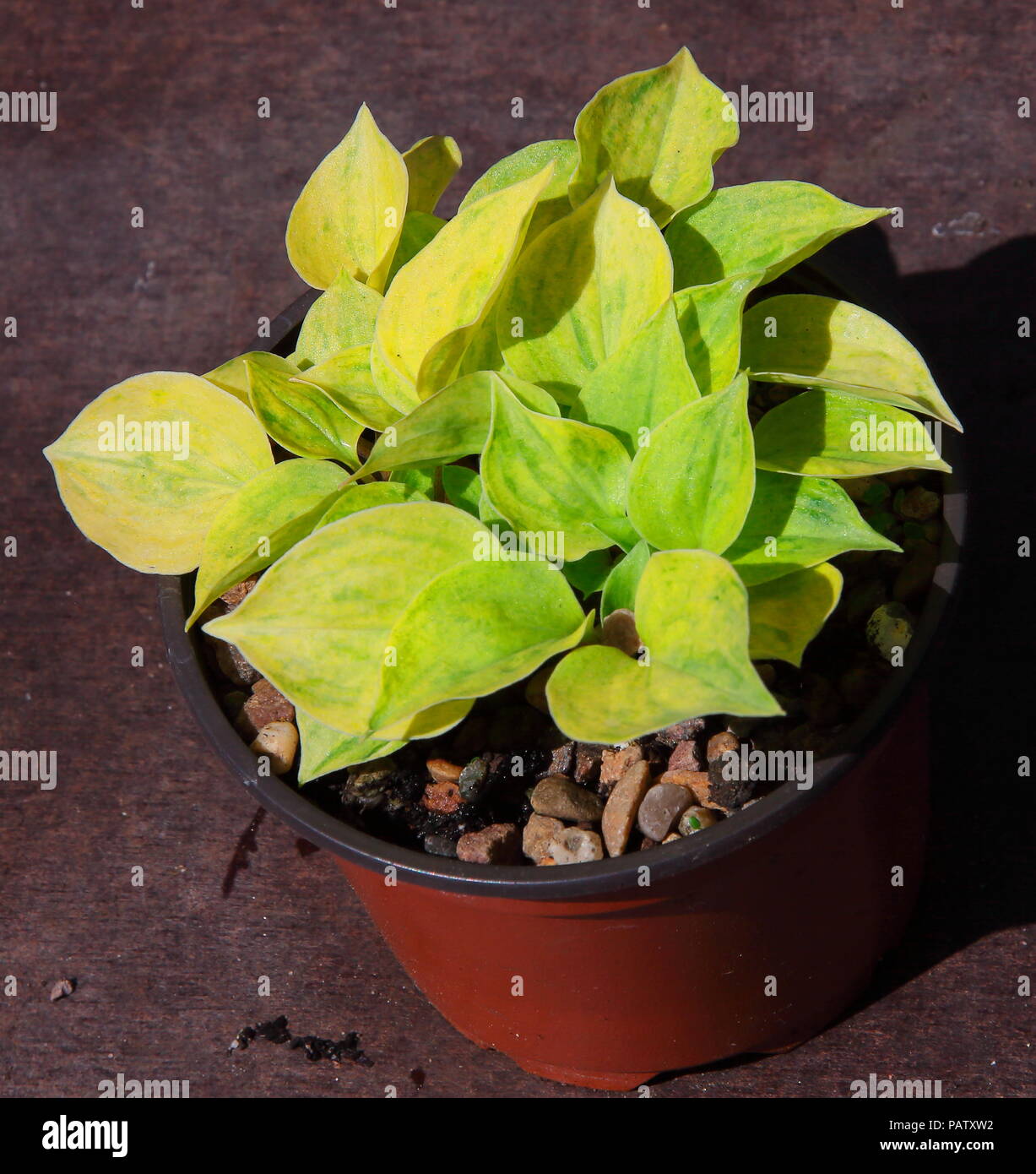 Naturally grown beautiful hosta in a pot ready to go to the gardenner ...