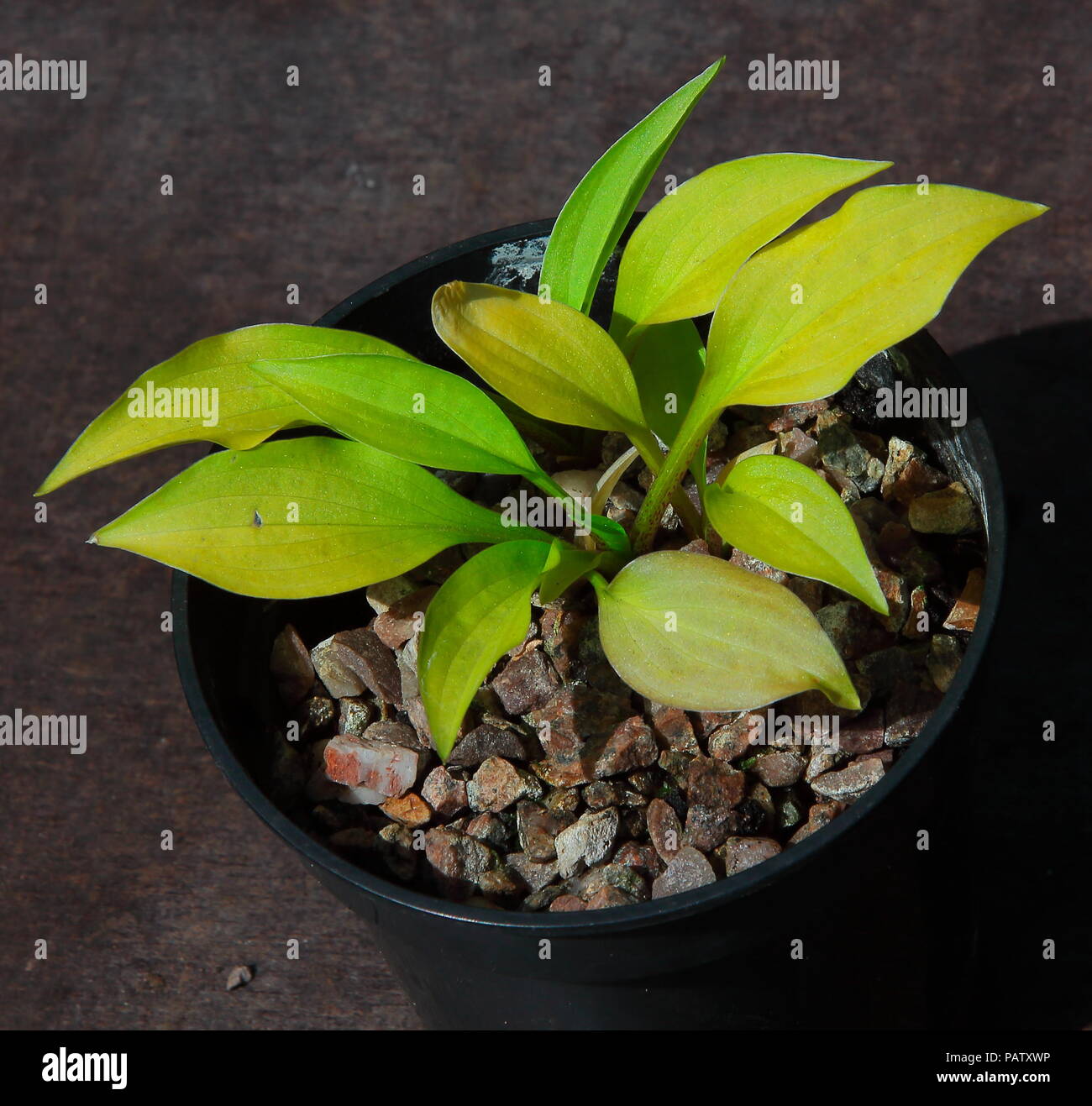 Naturally grown Hosta in a pot ready to go to the gardener for planting ...