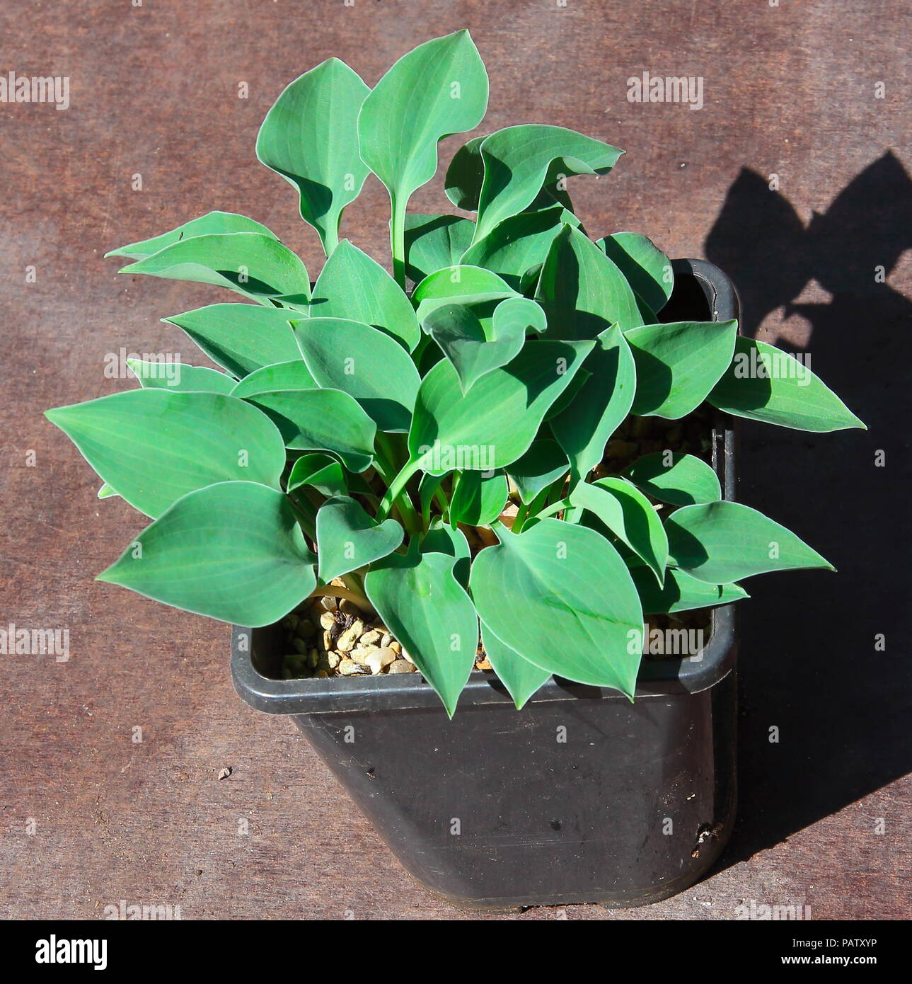 British national hosta collection hi-res stock photography and images ...