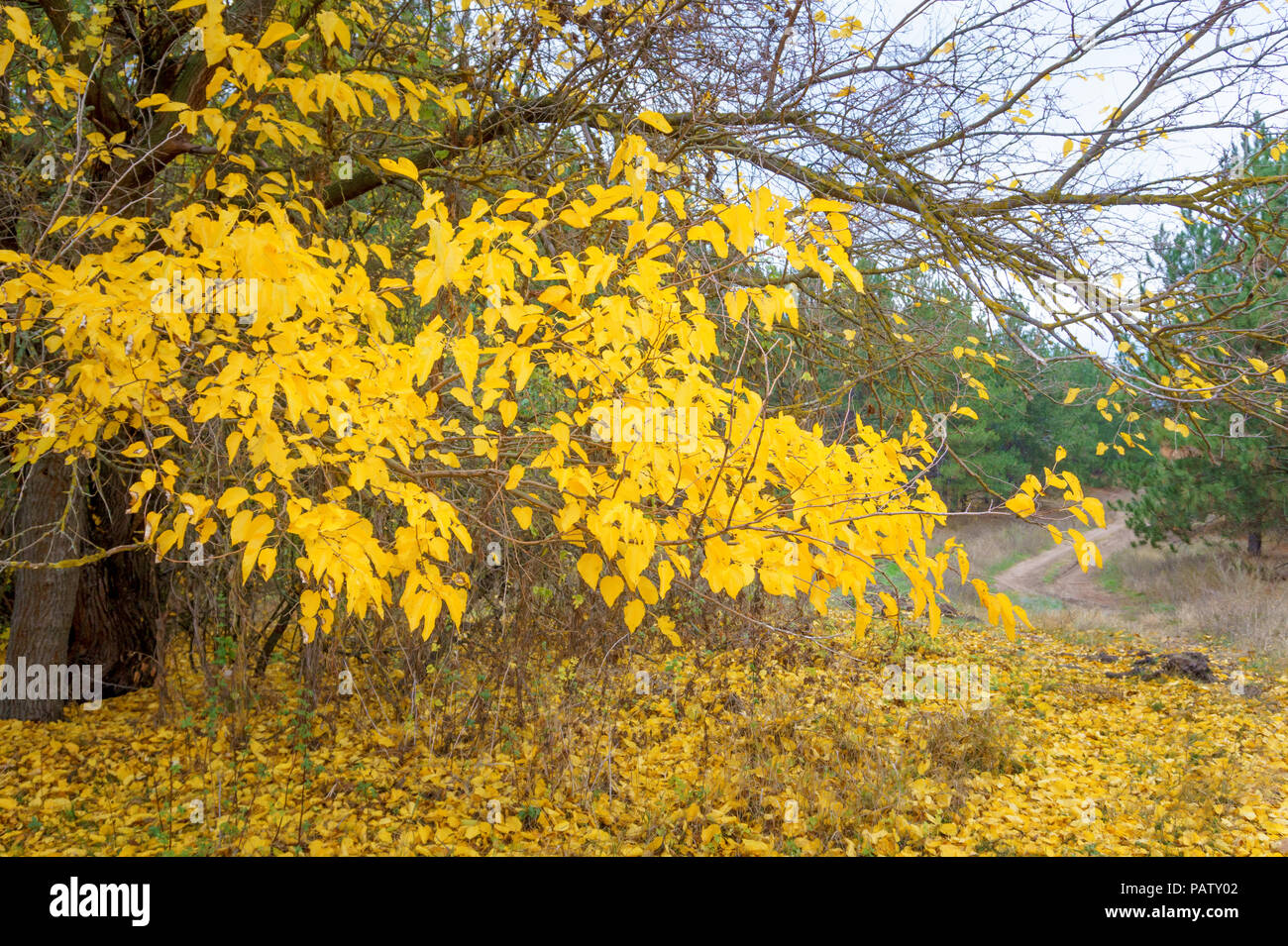 Leaves under the tree hi-res stock photography and images - Alamy
