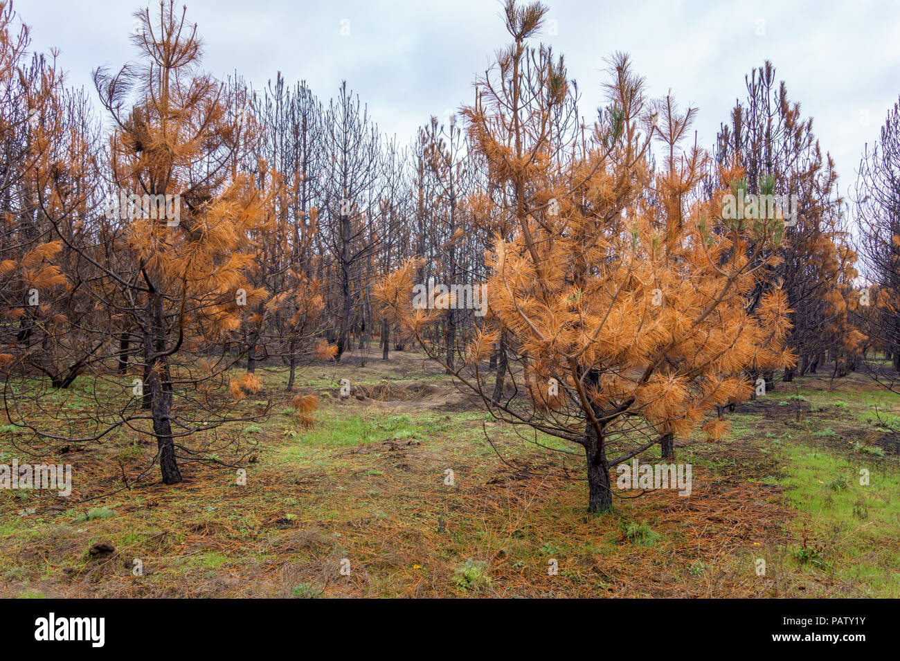 Withered foliage image hi-res stock photography and images - Alamy