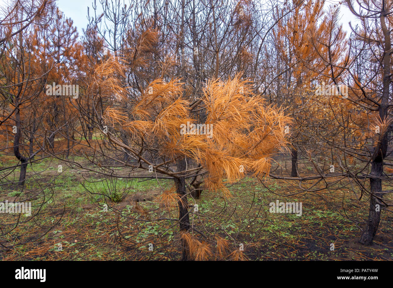 Withered foliage image hi-res stock photography and images - Alamy