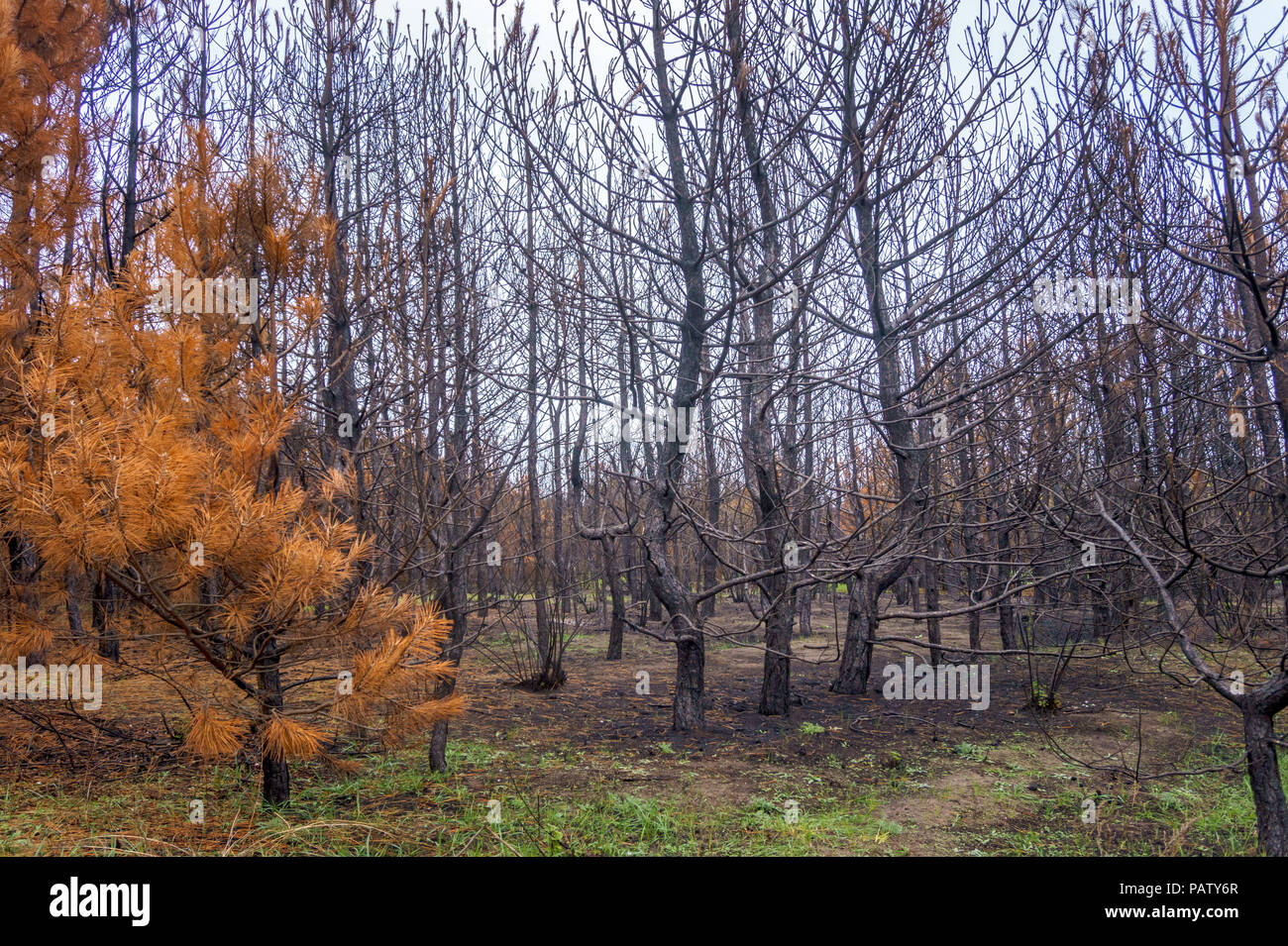 Tall dry trees hi-res stock photography and images - Alamy