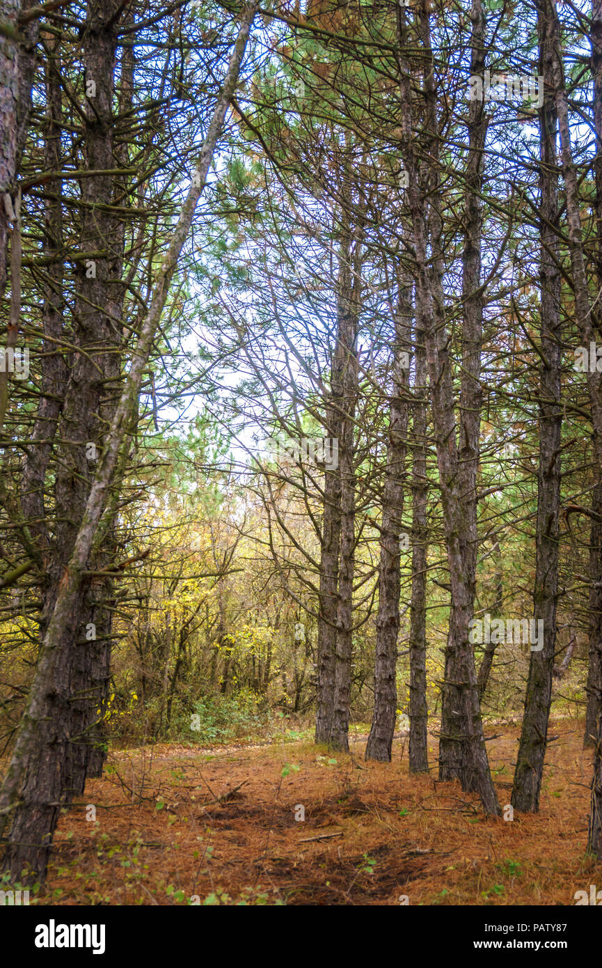 colorful autumn coniferous forest with tall pine trees Stock Photo - Alamy