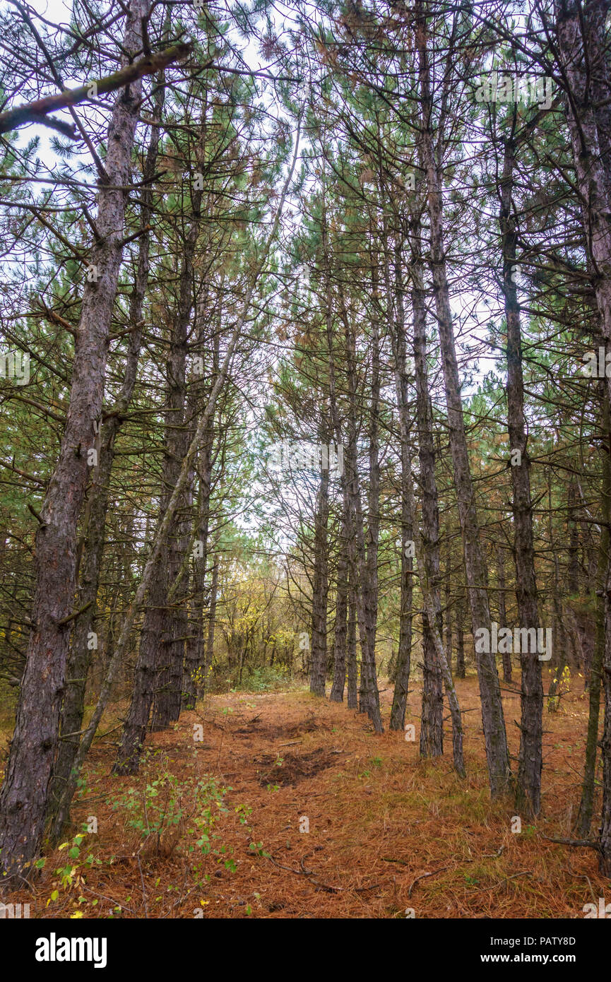 an empty old forest with a high conifer trees. autumn in the forest ...