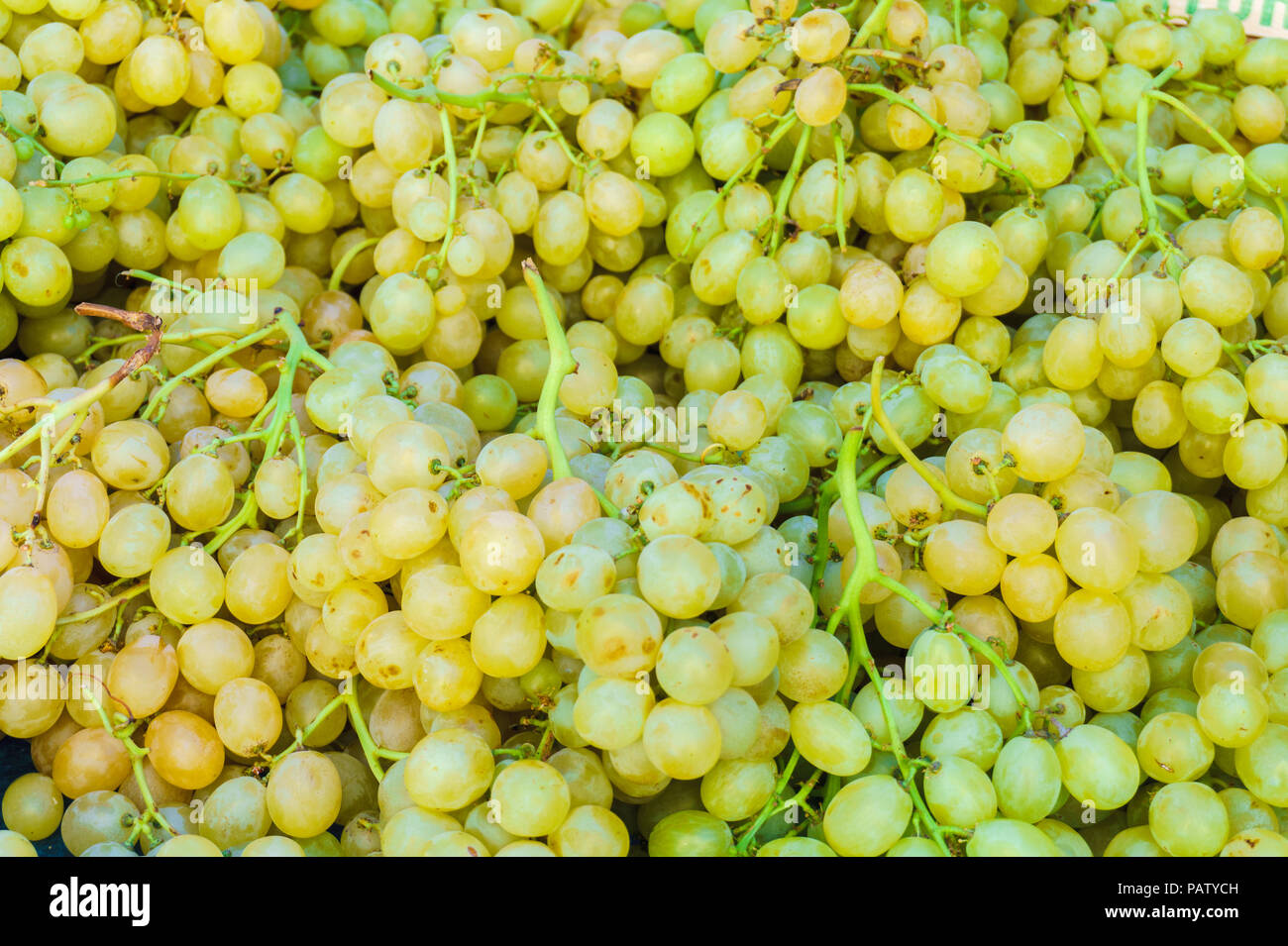 grape background,a lot of juicy ripe yellow green grapes, wine ...