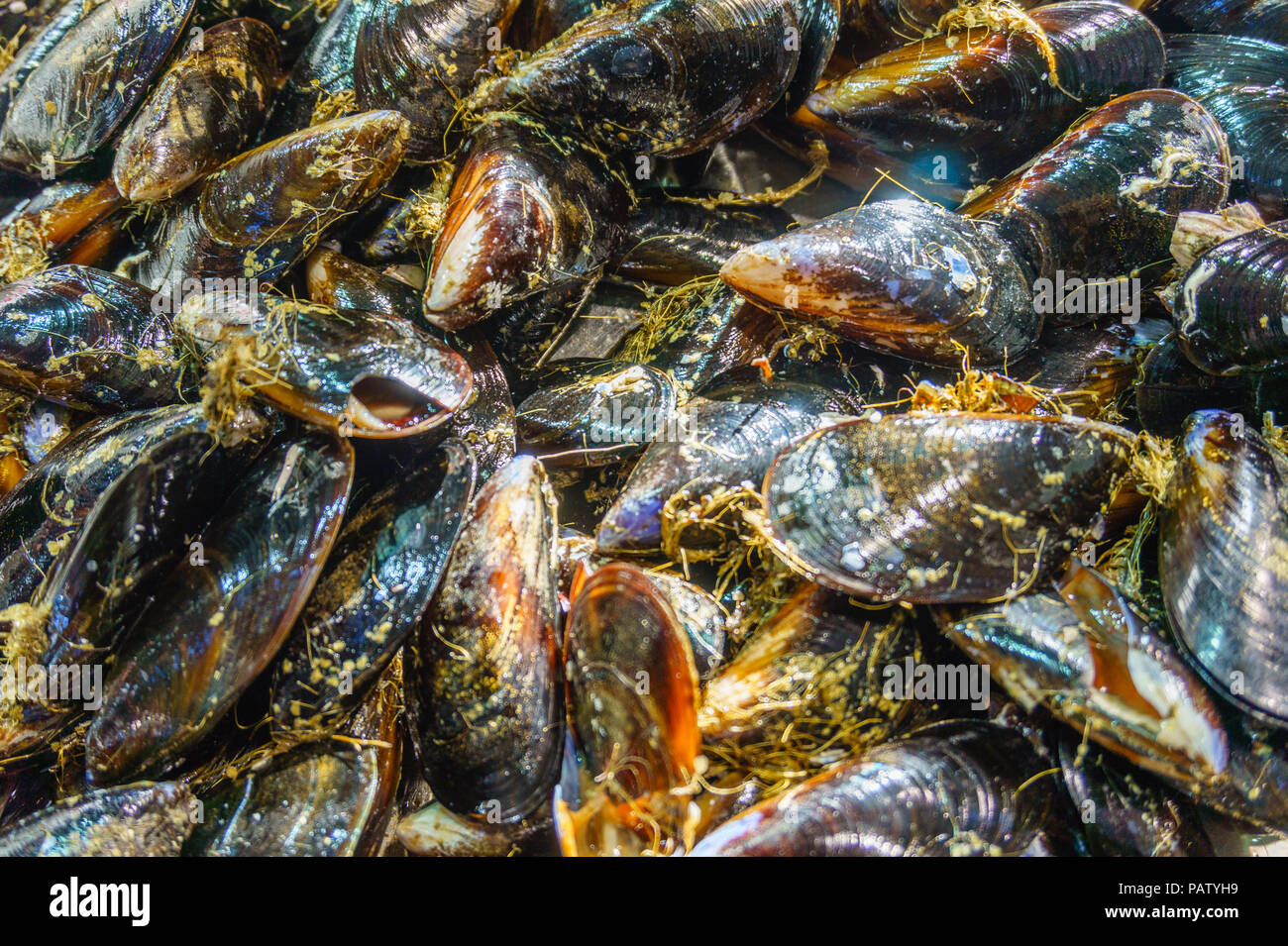 Wave clam texture hi-res stock photography and images - Alamy