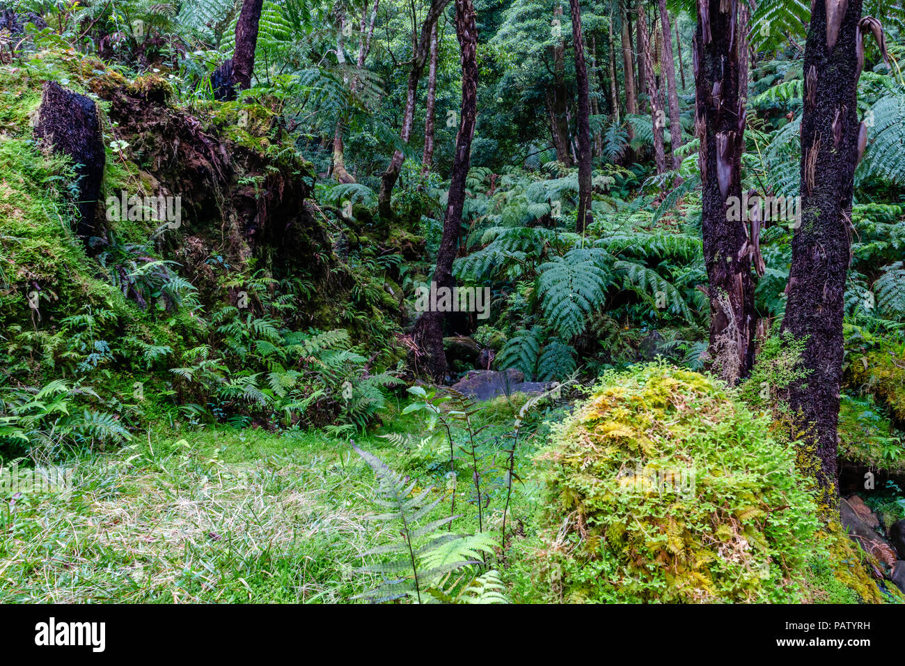 Caldeira Velha waterfall and pool at Sao Miguel - Azores Island ...
