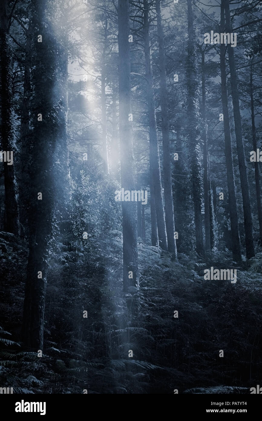 Mysterious european forest with light rays ( used analog and digital ...