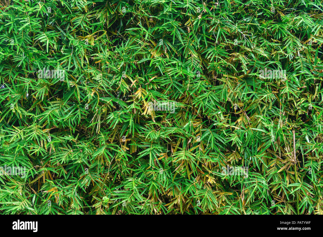 natural green floral background in sunlight, green natural fence Stock ...