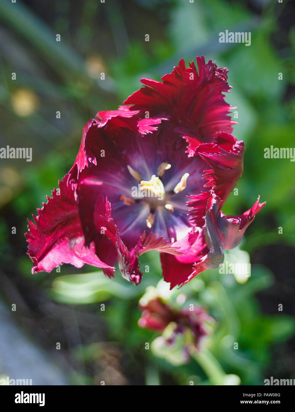 Open parrot tulip blossom hi-res stock photography and images - Alamy