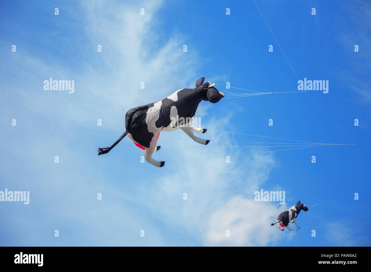 group of black white air cow kites flying high in the sky. Kite ...