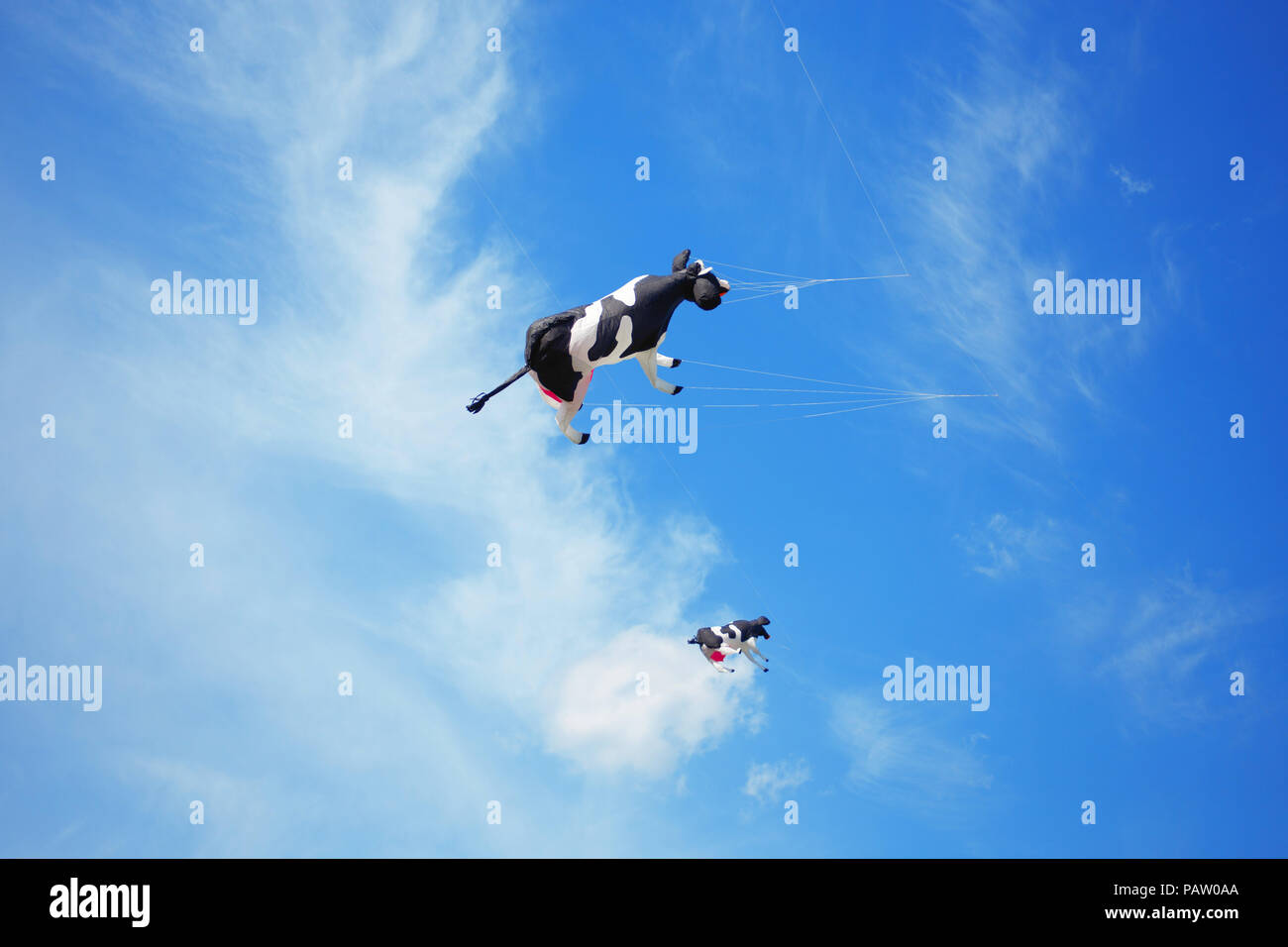 black white air cow kite flying high in the sky. Kite festival Stock ...