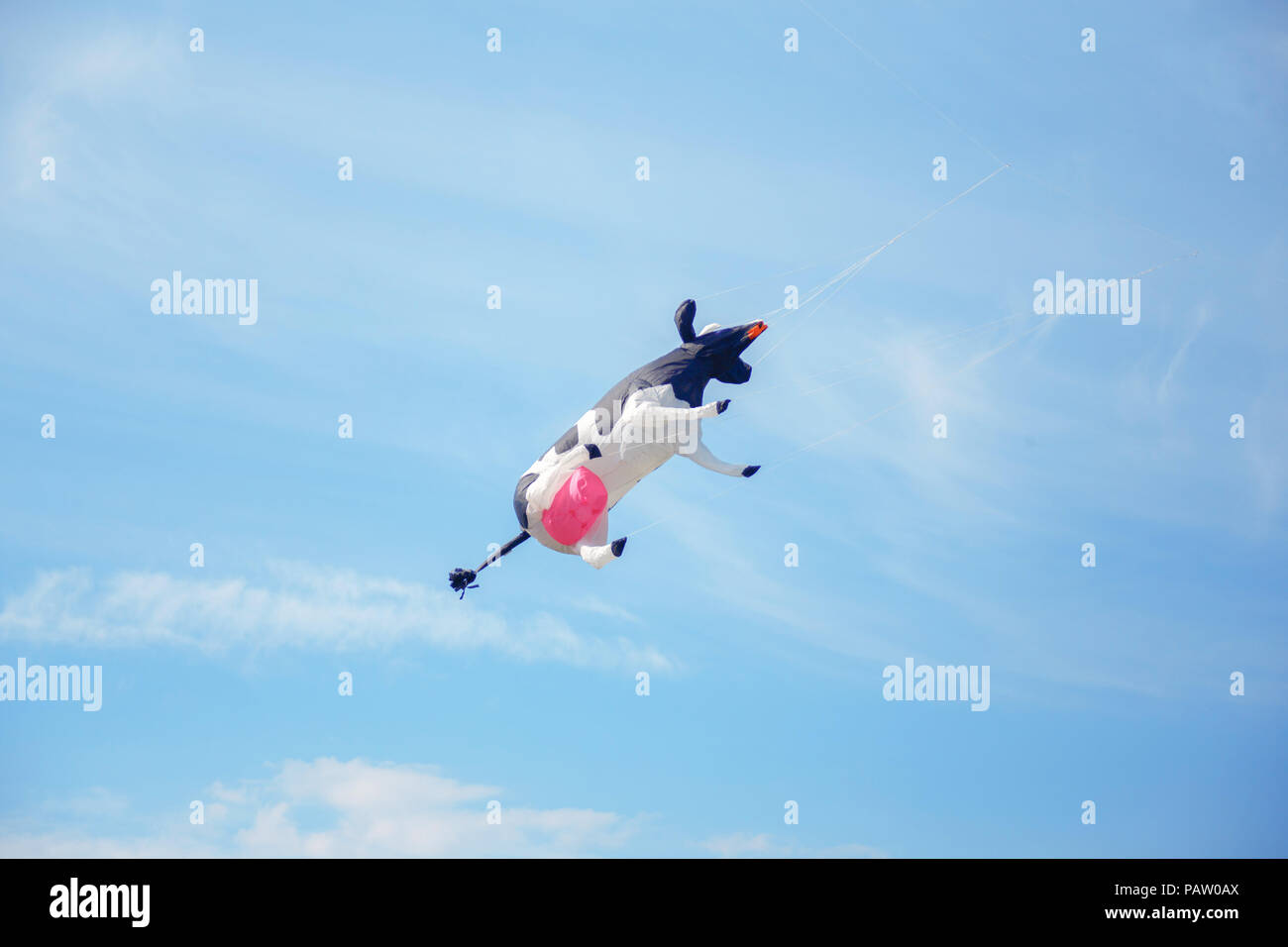 black white air cow kite flying in the sky. Kite festival Stock Photo ...