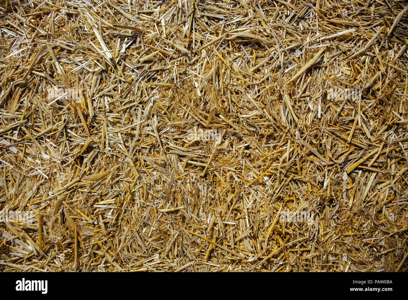 gold hay light pattern, texture, hay background, hay concept, village ...
