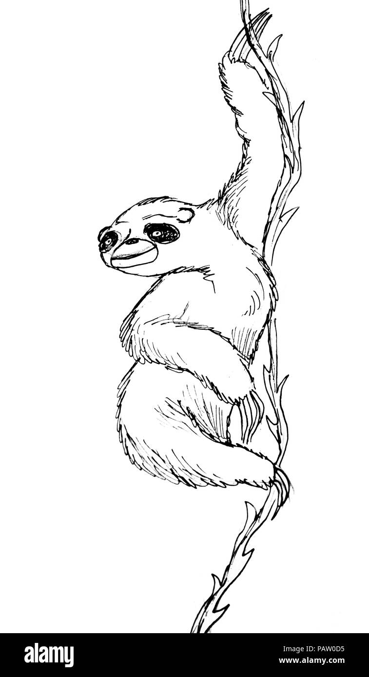 Sloth on tree branch Cut Out Stock Images & Pictures - Alamy
