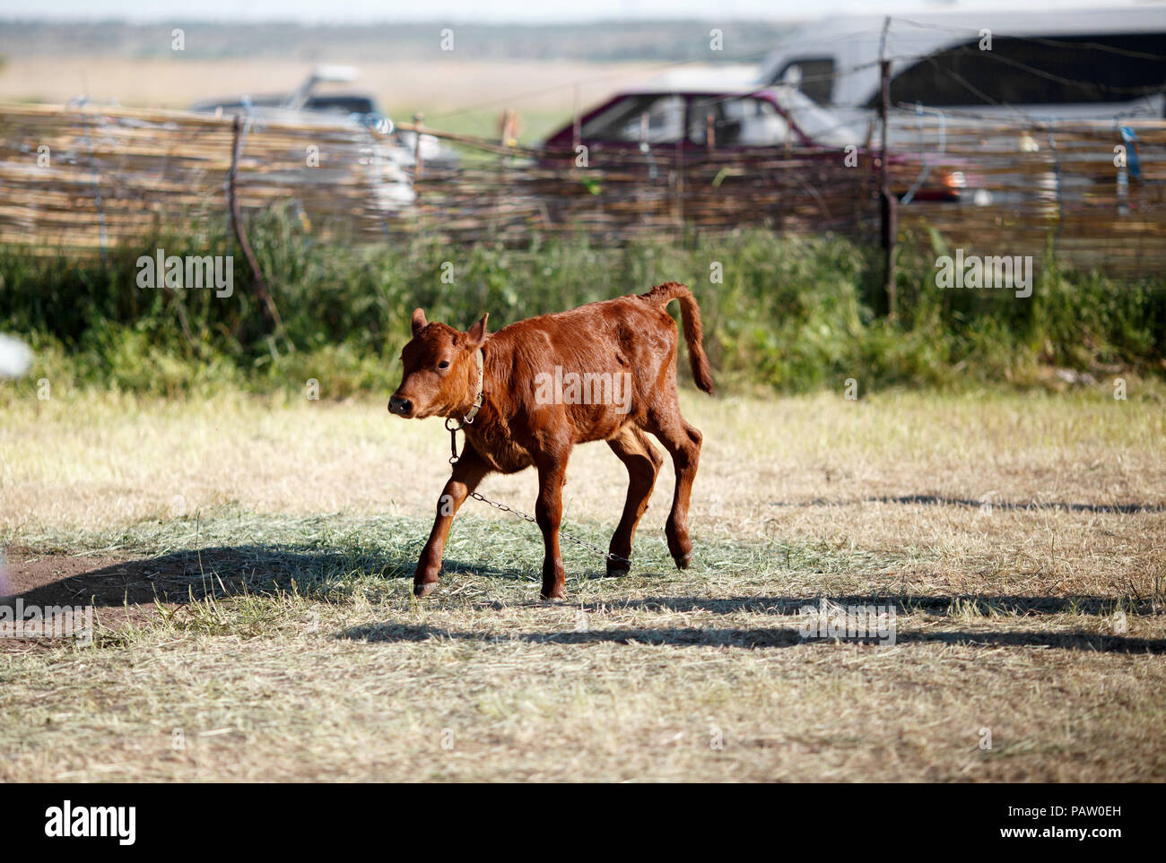 little brown calf cow child running in the village. Agriculture Stock ...