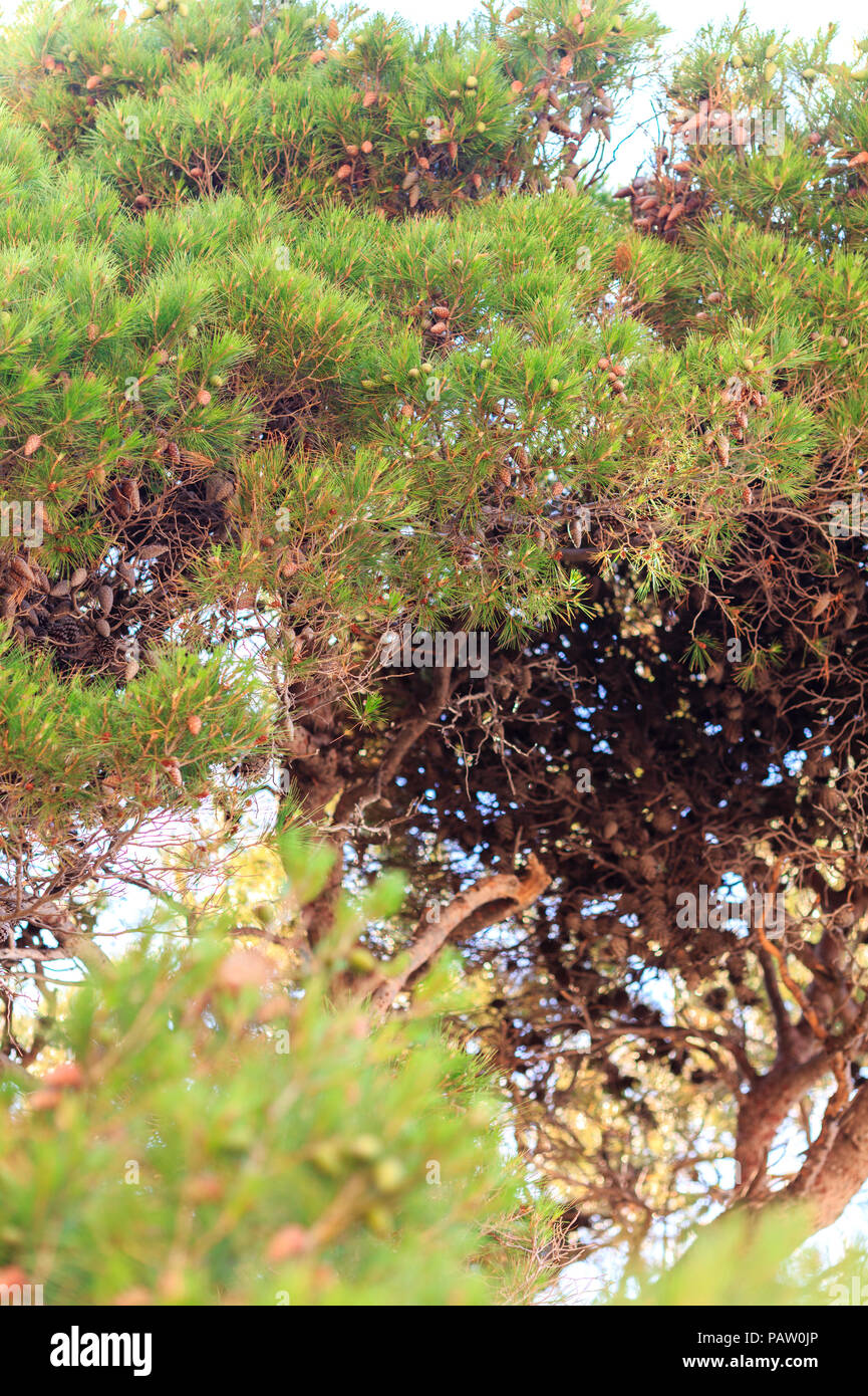 Lots fir pine cones hi-res stock photography and images - Alamy