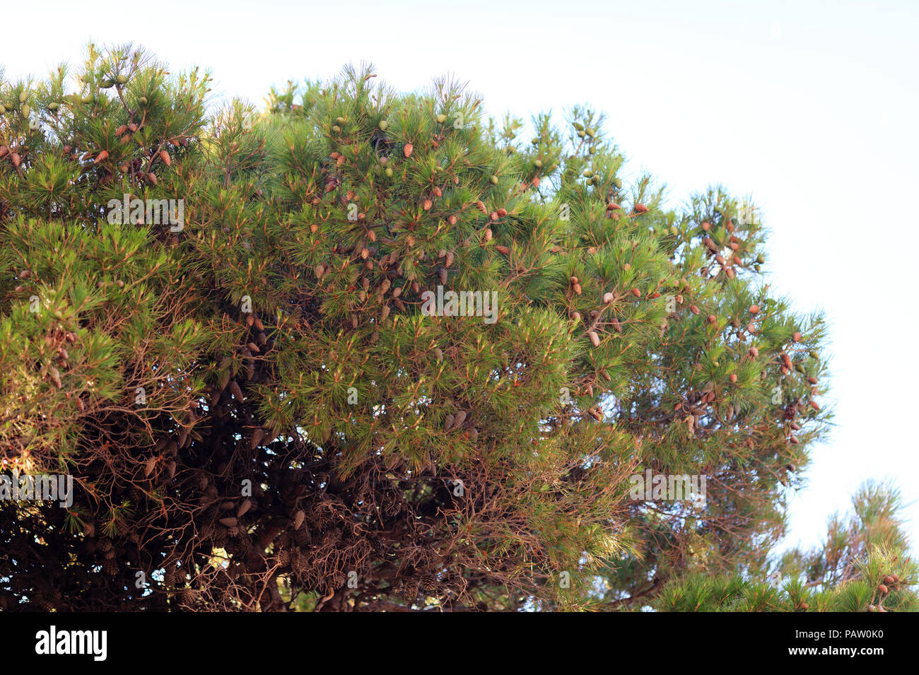 Lots fir pine cones hi-res stock photography and images - Alamy