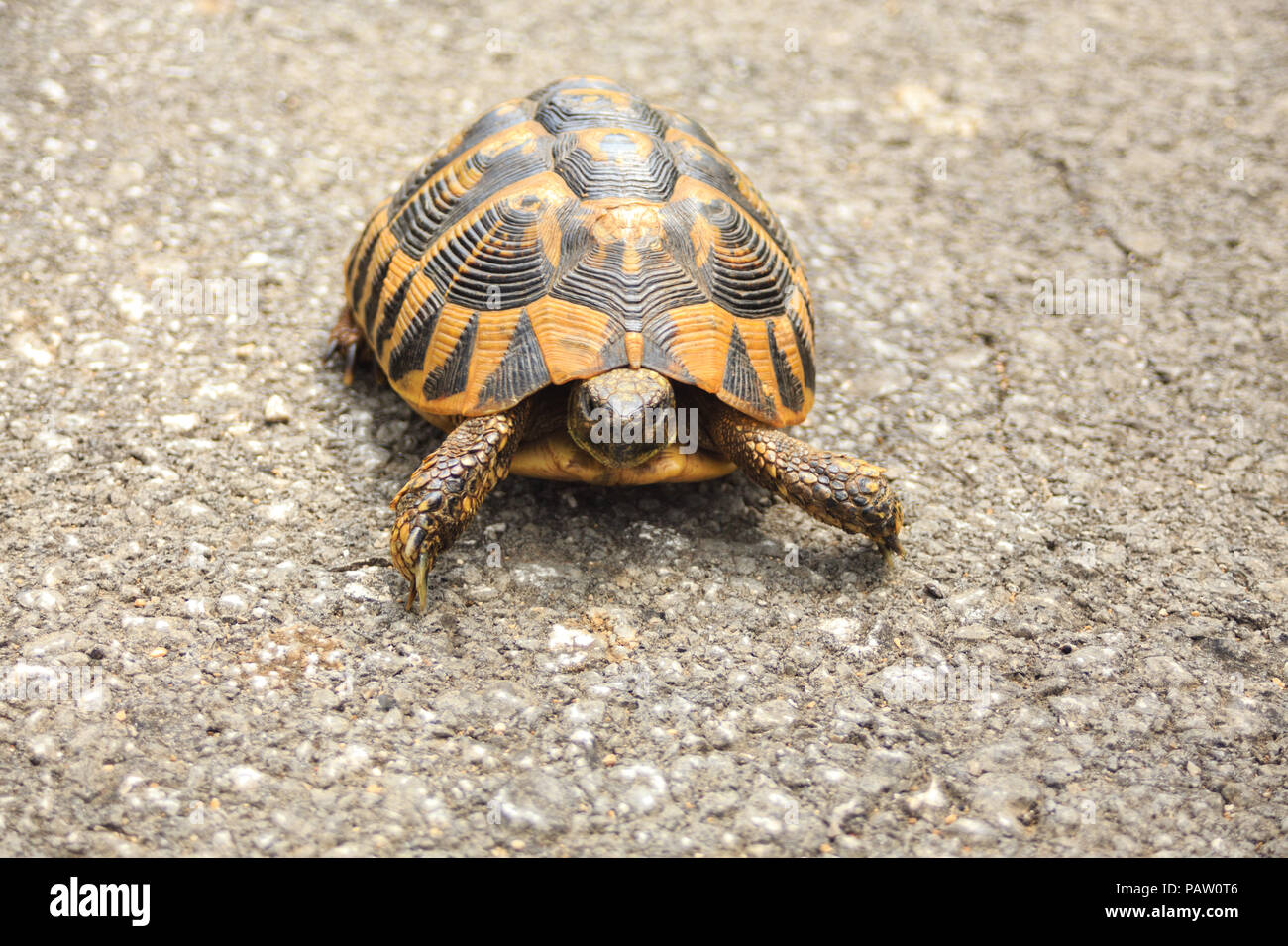 African box turtle hi-res stock photography and images - Alamy