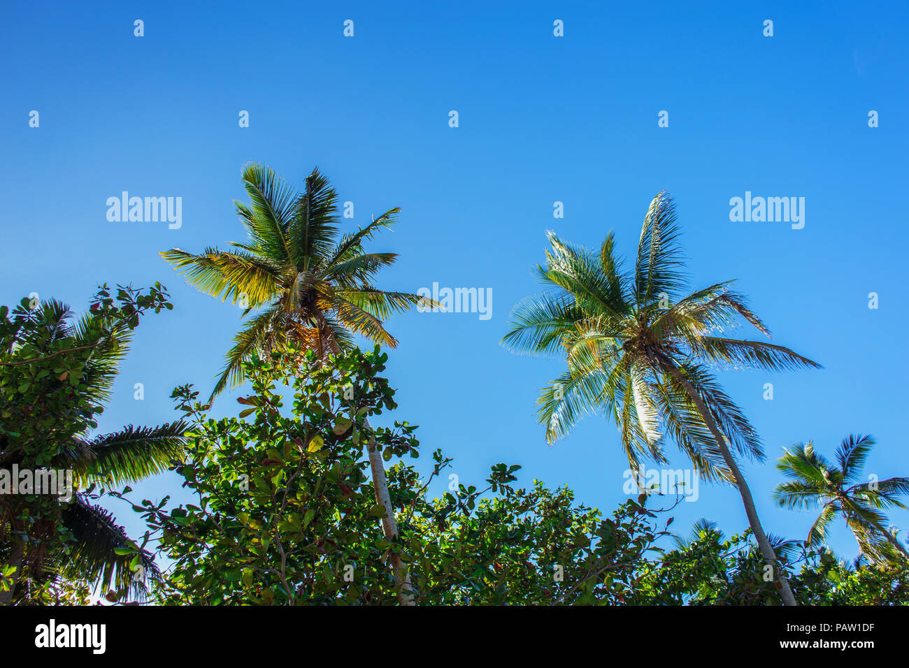 Tops of palm trees hi-res stock photography and images - Alamy