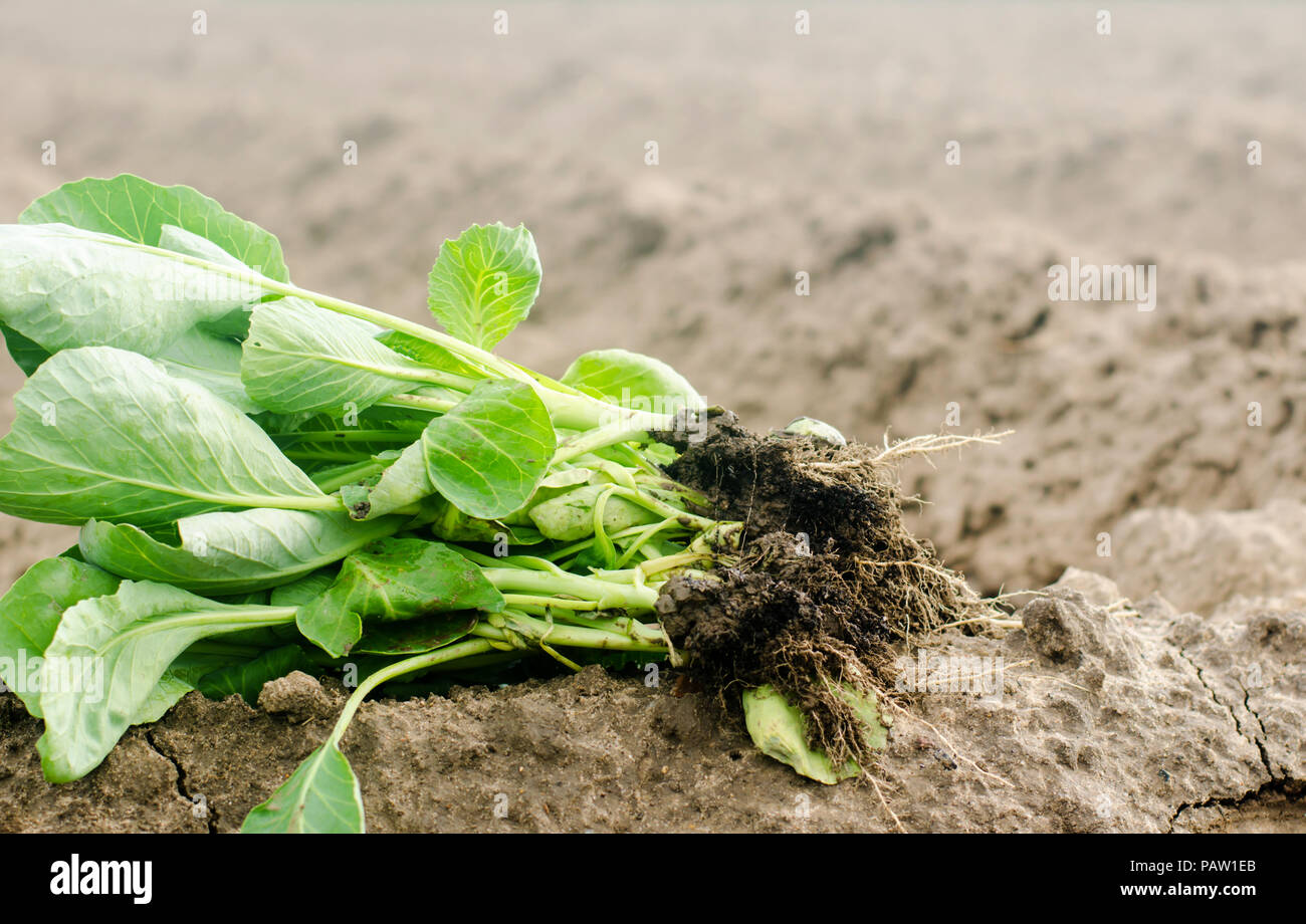 cabbage seedlings ready for planting in the field. farming, agriculture ...