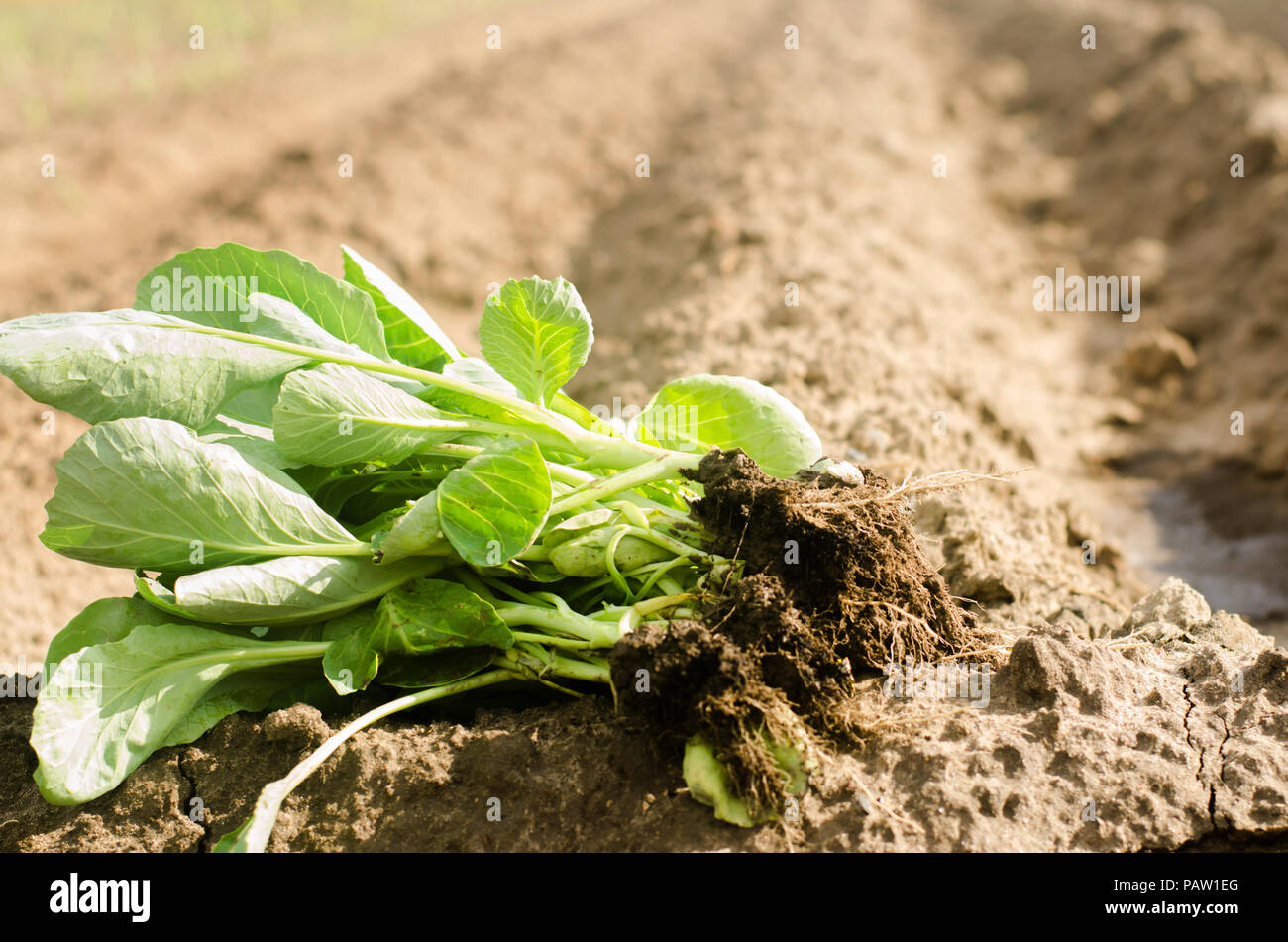 cabbage seedlings ready for planting in the field. farming, agriculture ...