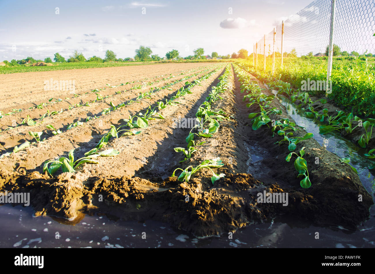 vegetable rows of young cabbage grow in the field. farming, agriculture ...