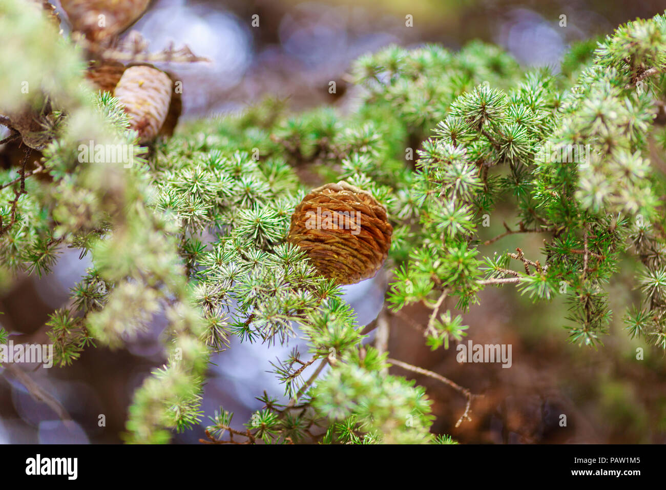 brown bump on green spruce branch close up Stock Photo - Alamy