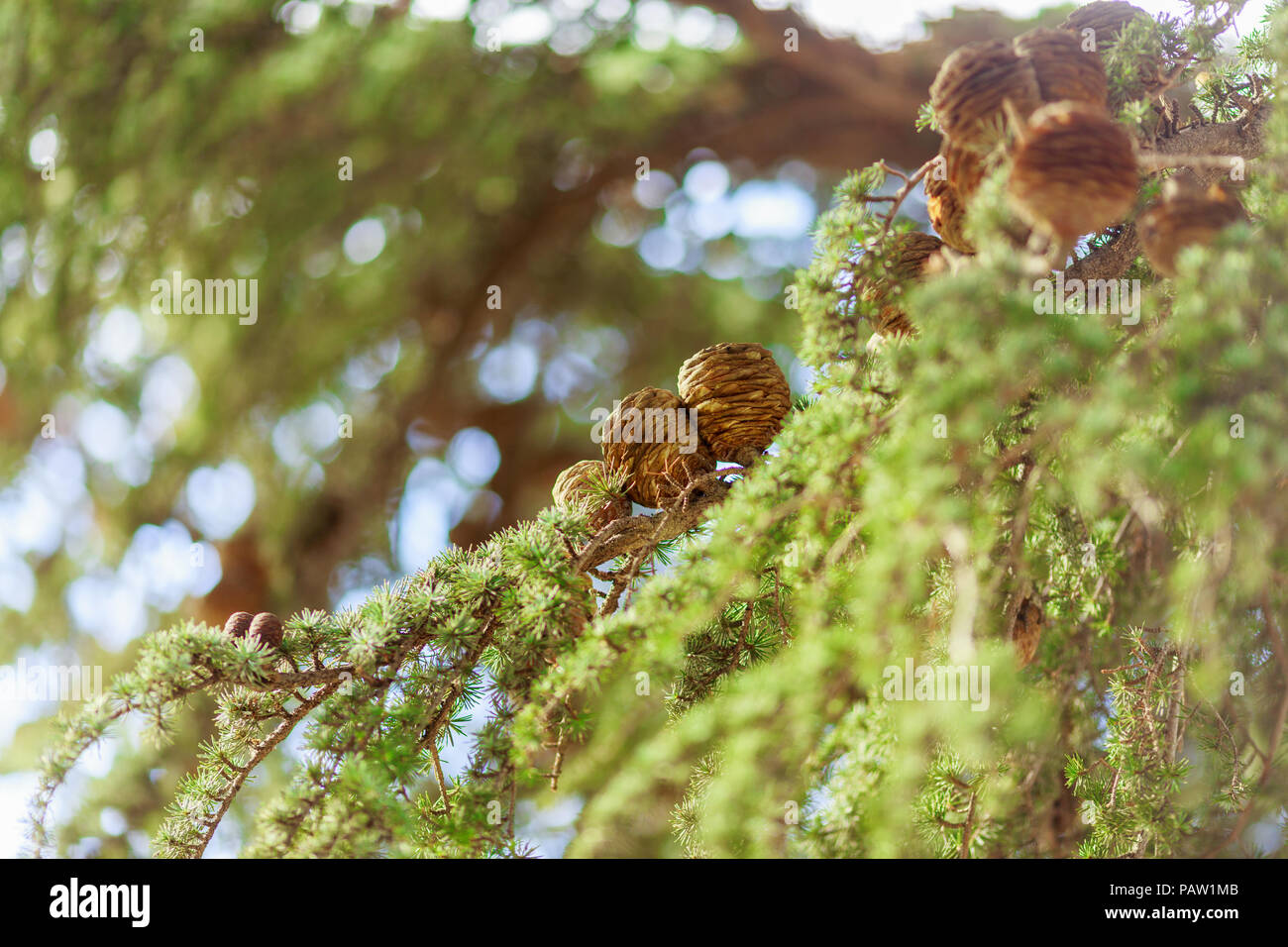 Bumps on the leaf hi-res stock photography and images - Alamy
