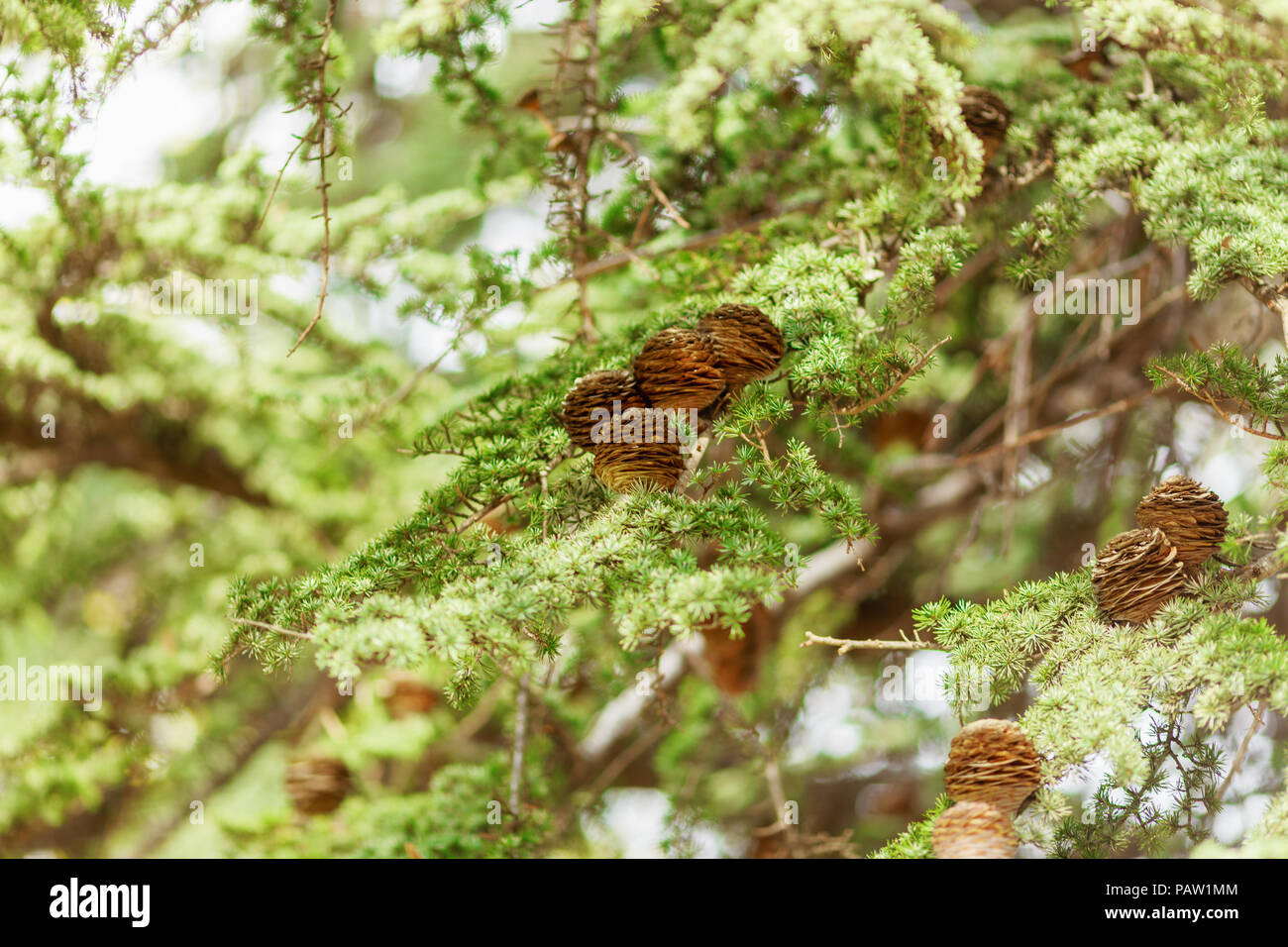 Bumps on the leaf hi-res stock photography and images - Alamy