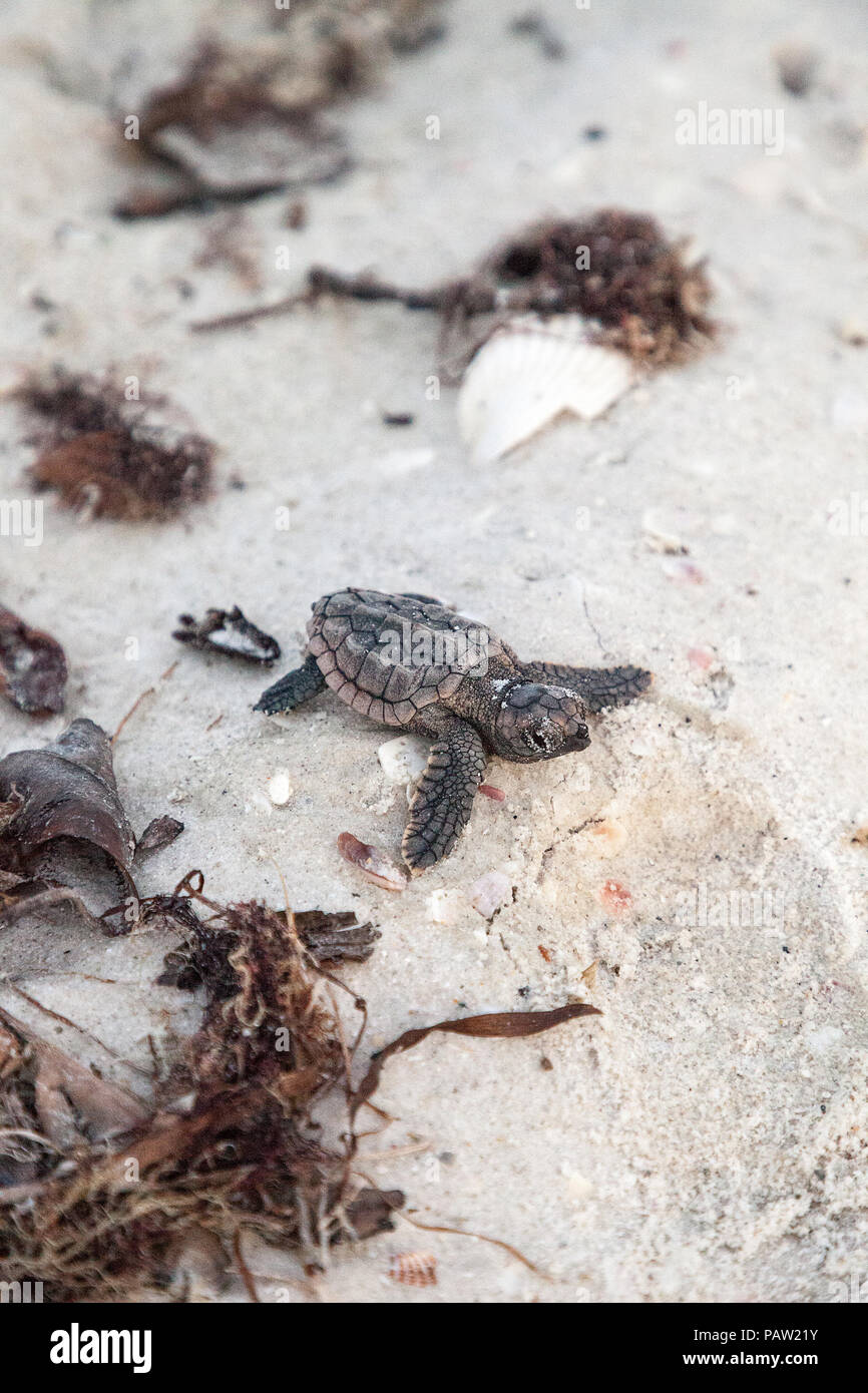 Hatchling baby loggerhead sea turtles Caretta caretta climb out of ...