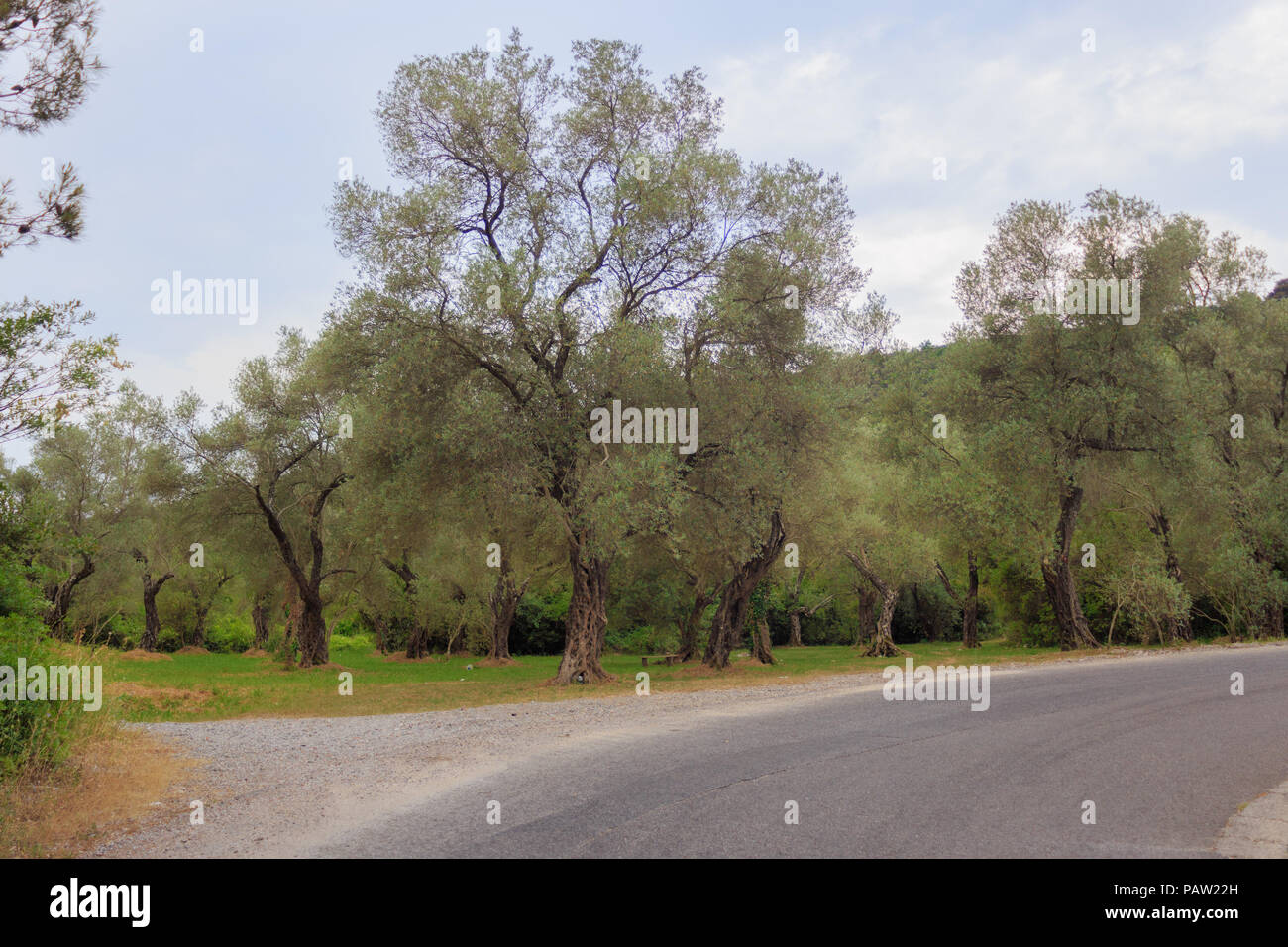 Olive trees harvest collection hi-res stock photography and images - Alamy