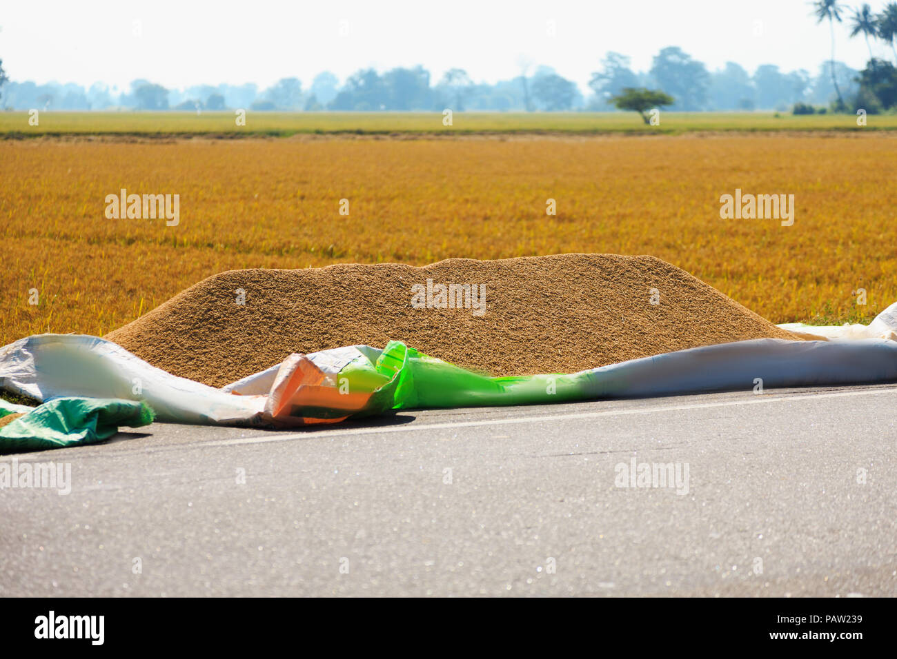the rice is dried against the rice field Stock Photo - Alamy