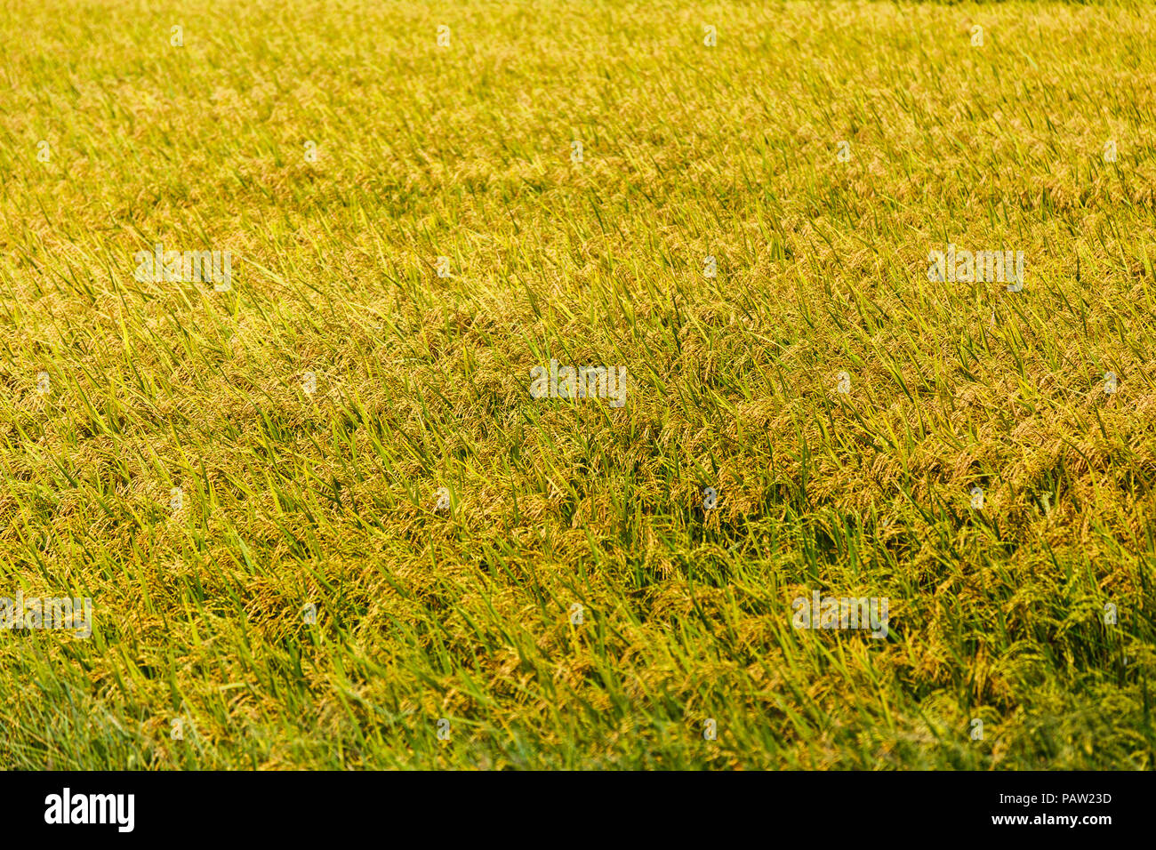 yellow flowering rice field, Sri Lanka harvesting Stock Photo - Alamy