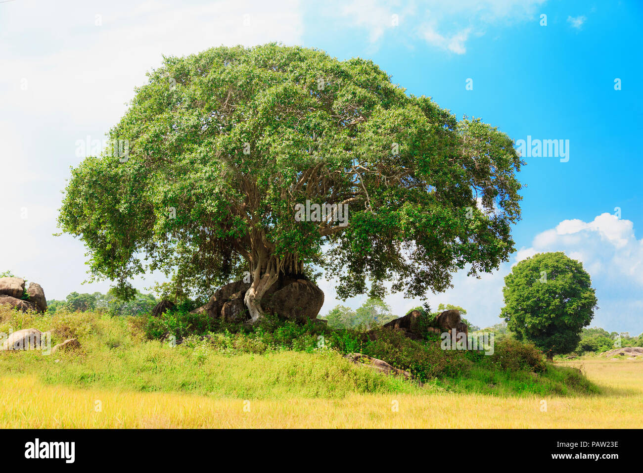 Big green tree in hi-res stock photography and images - Alamy