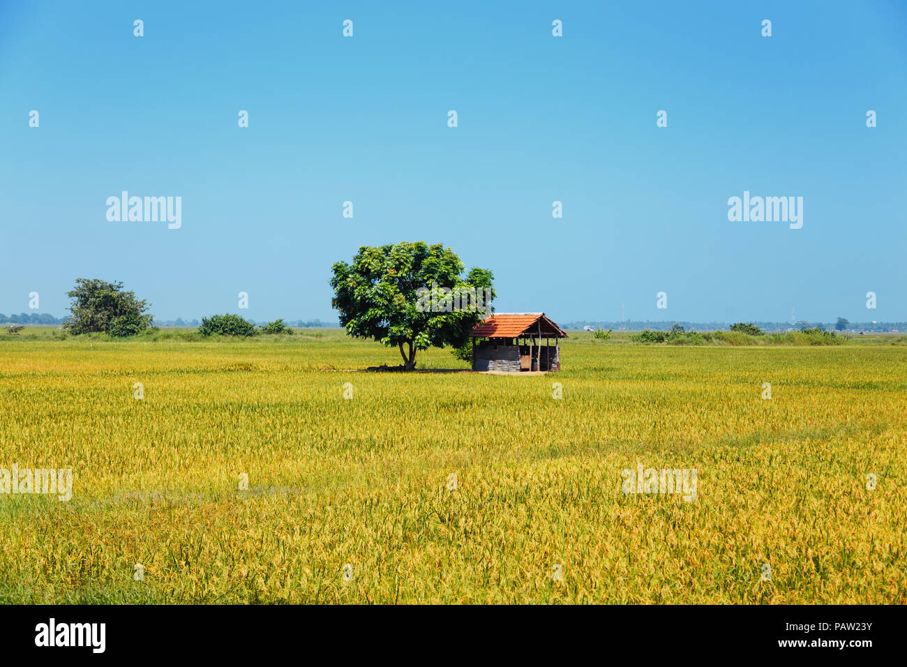 small house near green tree in the middle of a flowering rice field ...