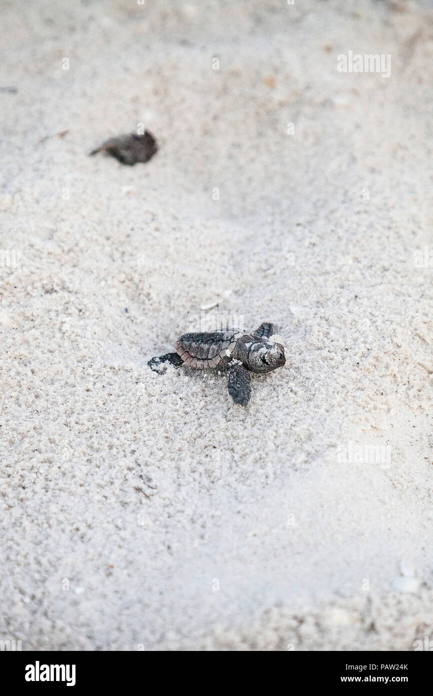 Sea turtles nest naples fl beach hi-res stock photography and images ...
