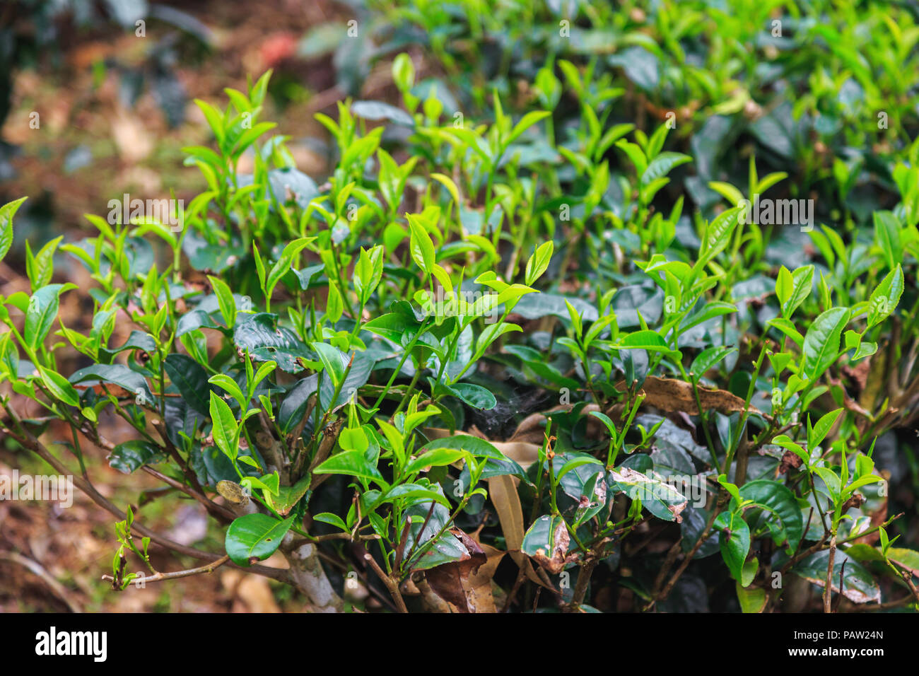 green tea plantations high in the mountains Stock Photo - Alamy