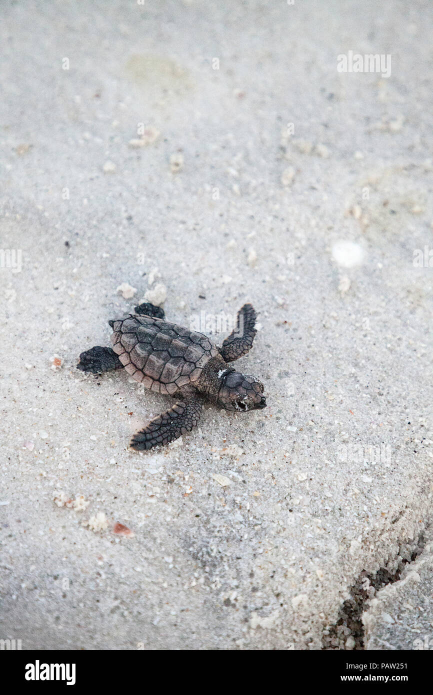 Baby turtles florida hi-res stock photography and images - Alamy